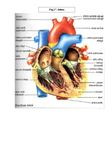 Anatomia și Fiziologia Omului | Curs [DOC]