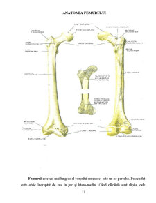 Îngrijirea Pacientului cu Fractură de Col Femural | Proiect [DOC]