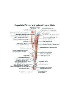 Îngrijirea Pacienților cu Ulcer Varicos | Licență [DOC]