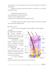 Pielea | Referat [DOC]