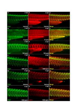 Tratamentul cu Benzoat de Sodiu Duce la Malformații ale Larvelor de ...