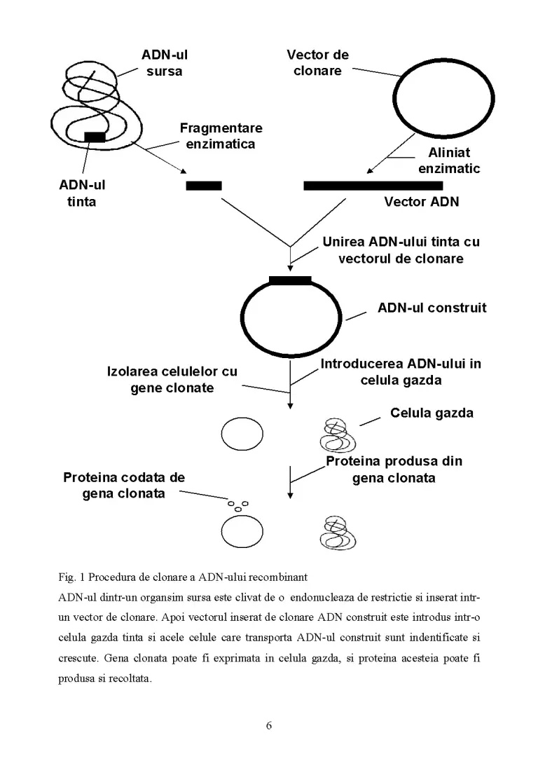 Tehnologia ADN-ului recombinant - endonucleaza de restricție - Referat ...