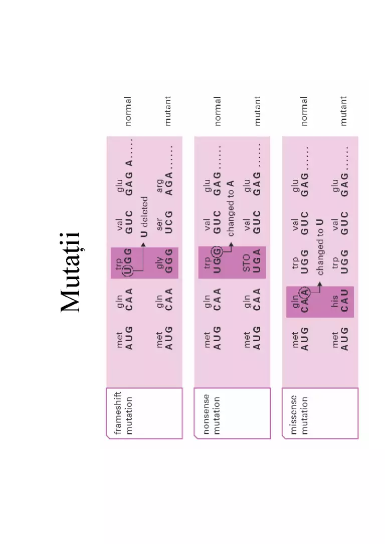 Structura ADN-ului și Codul Genetic - Curs - Biologie #115169 | RegieLive