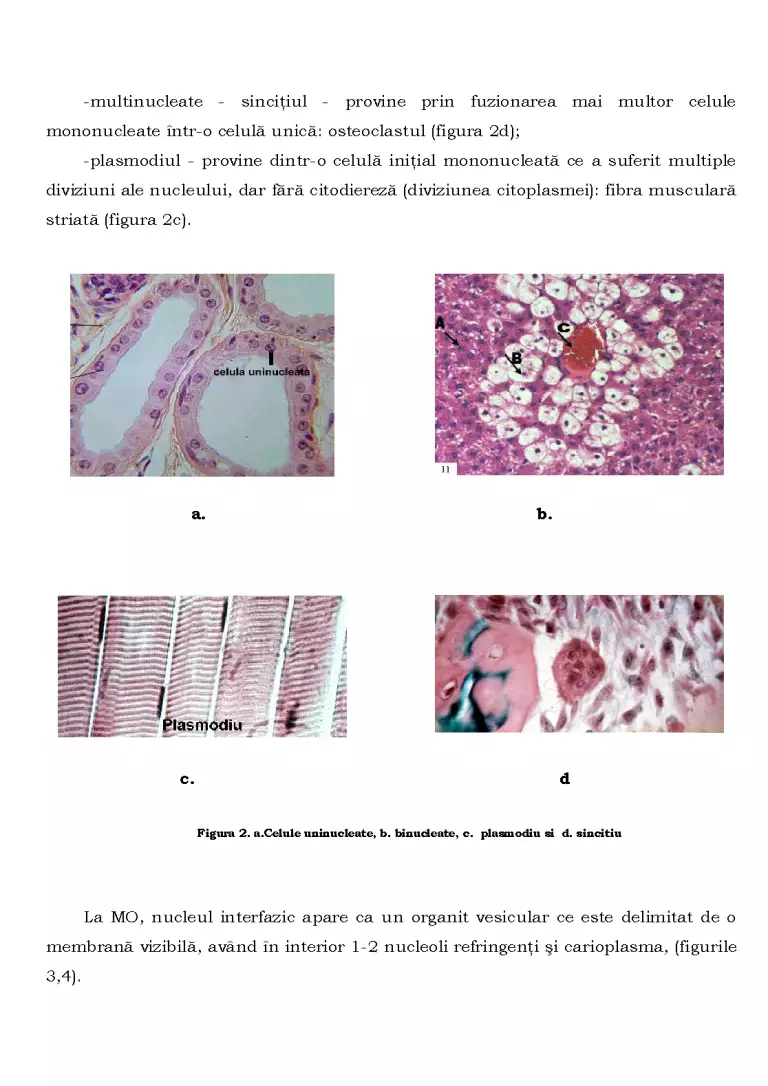Nucleul - Curs - Biologie #115843 | RegieLive