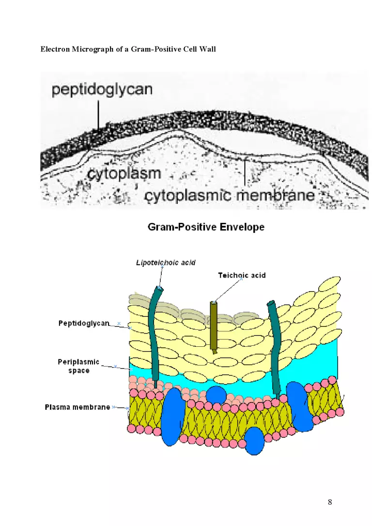 Anatomia funcțională a bacteriilor - curs 2 - Curs - Medicină #17969 ...