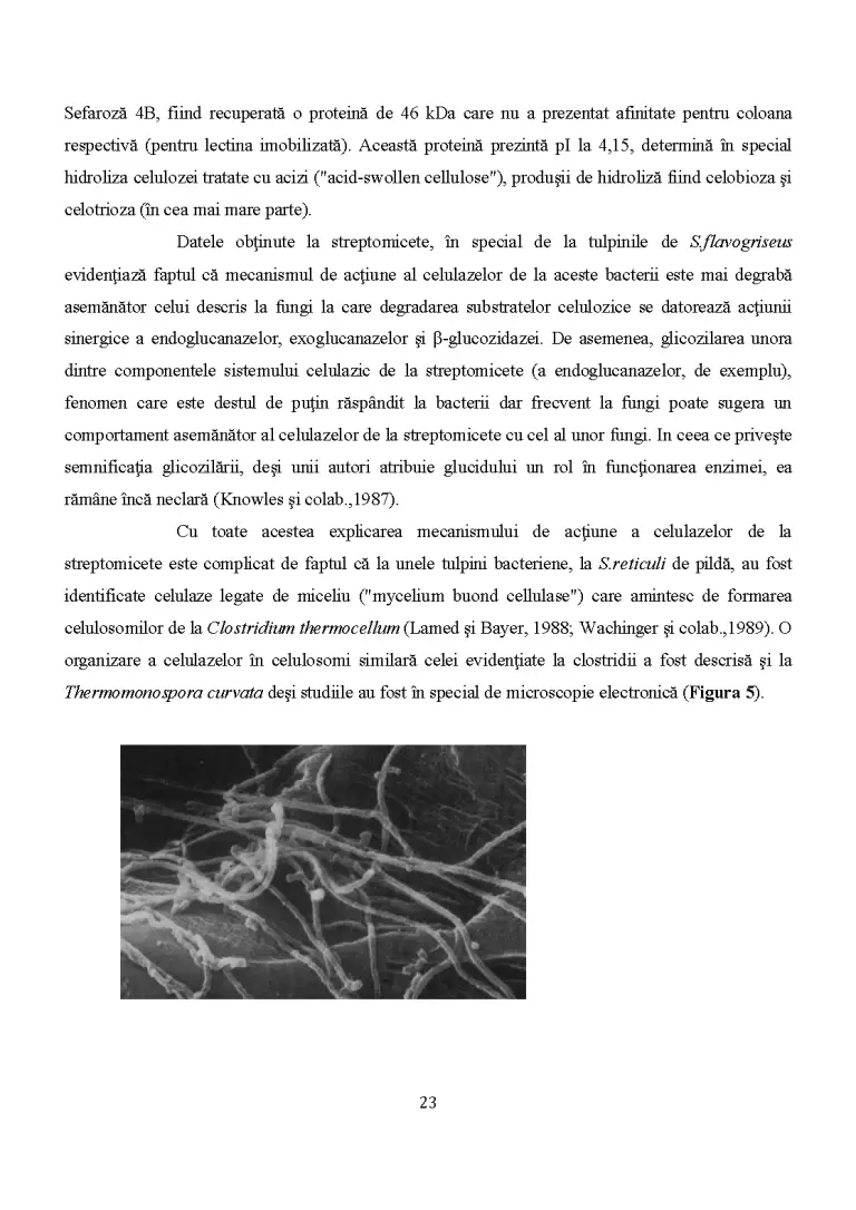 Enzime Celulozolitice - Referat - Industria Alimentară #200760 | RegieLive