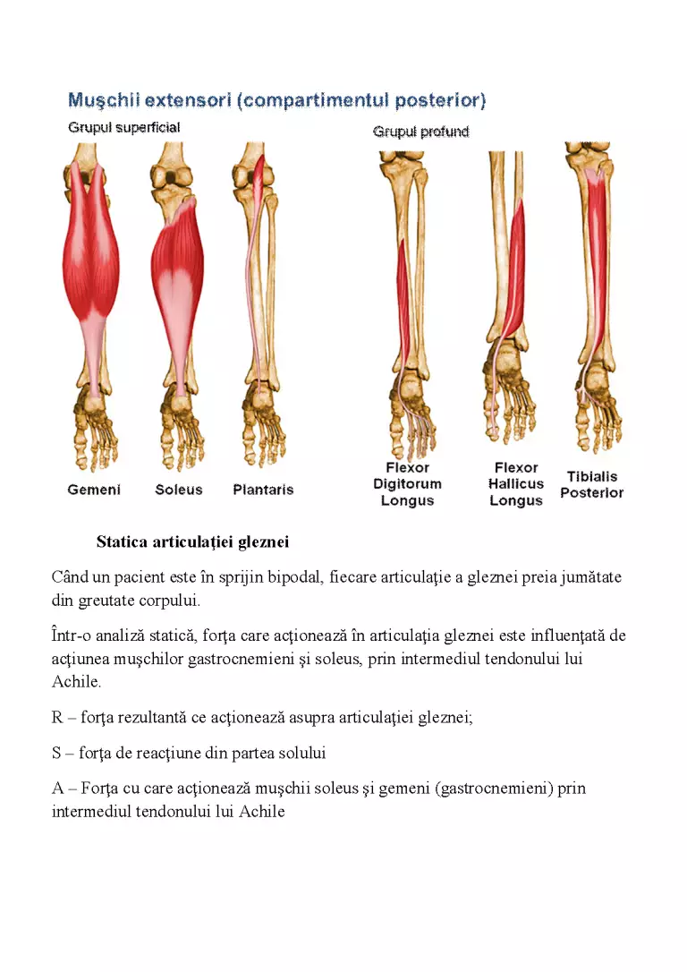 Biomecanică - Curs - Medicină #236829 | RegieLive