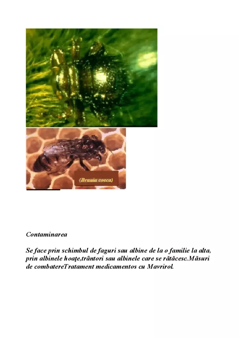 Boli Parazite la Albine - Proiect - Biologie #307287 | RegieLive