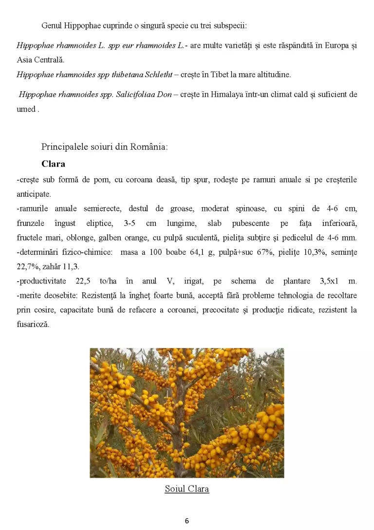Standarde de calitate, caracterizare economică și nutritivă a cătinii ...