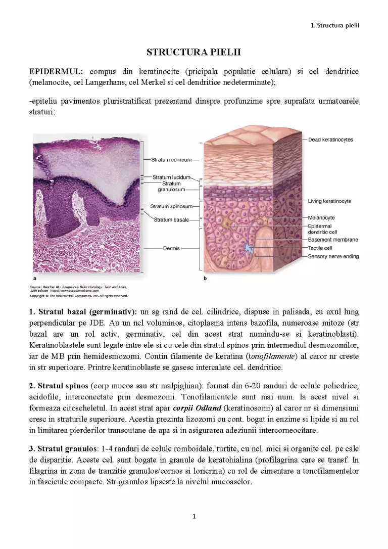 Structura pielii - Curs - Medicină #380498 | RegieLive