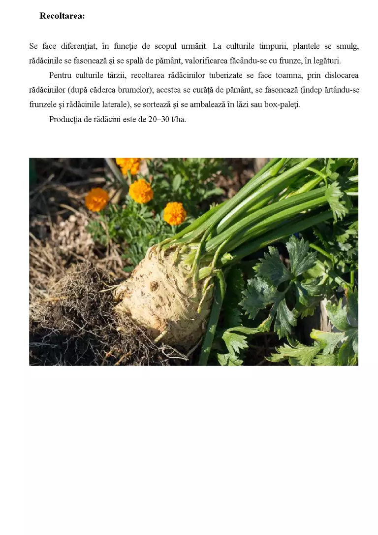 Tehnologia de cultivare pentru speciile legumicole Ceapa ceaclama și ...