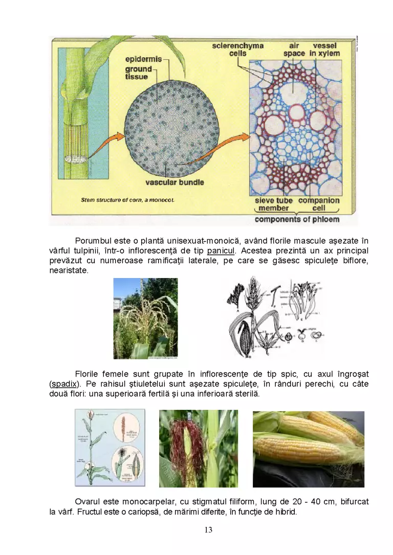 Particularități biologice și morfologice - grâu, porumb, soia - Referat ...