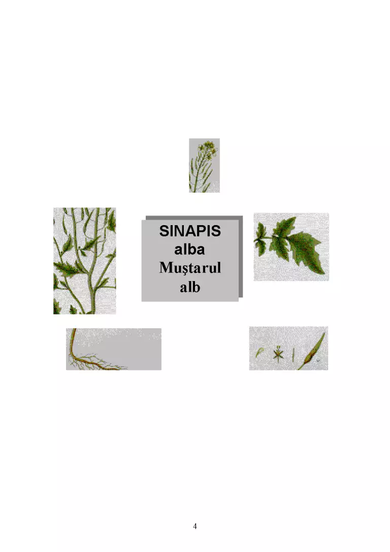 Plante tropicale și subtropicale - muștarul alb - Referat - Industria ...