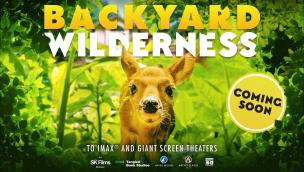 Subtitrări Backyard Wilderness 2018 | RegieLive